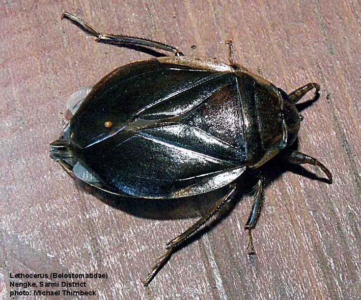 Papua Insects Foundation (Hemiptera/Heteroptera)